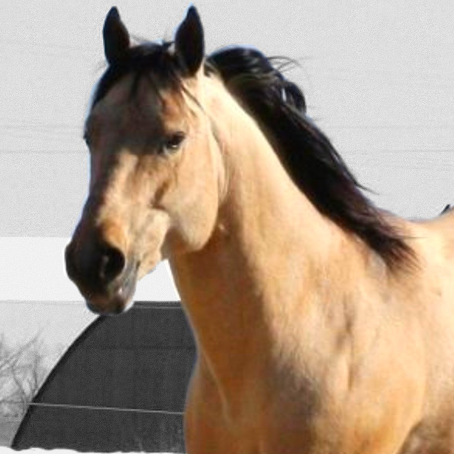 Ricerca castrone Quarter Horse Buckskin – Il primo blog dedicato agli ...