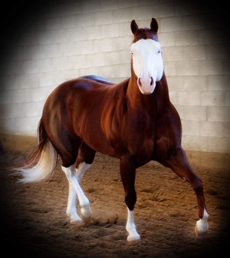 Stallone Quarter Horse Performance • CL GUNNER PRIDE (2009) • In ...