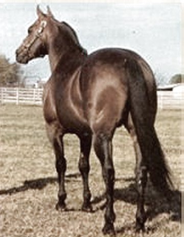 Sorrel Cutting Quarter Horse Stallion • SNAPPER PEPPY DOC (1994) • In ...