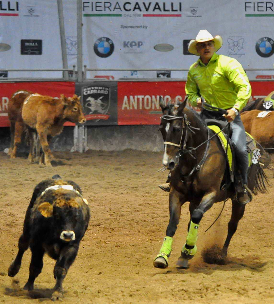 Team Penning Champion • Femmina Quarter Horse Linea da Lavoro • RR LADY ...