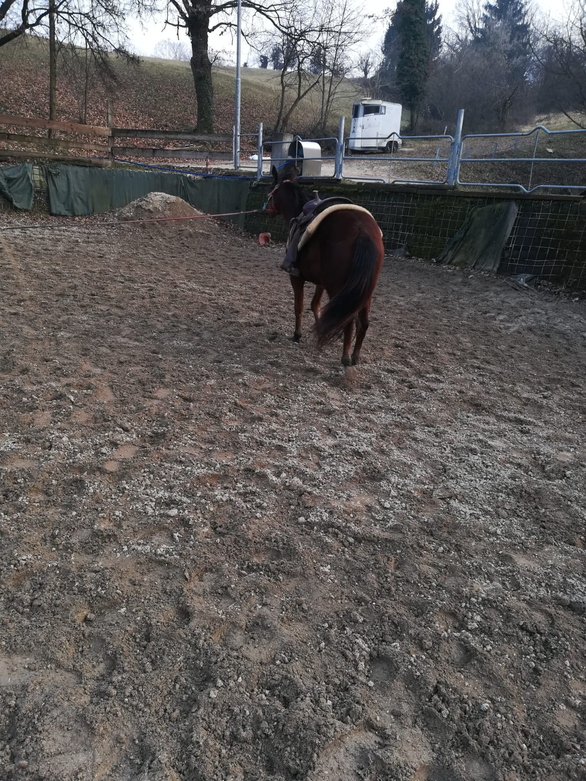 Puledra Quarter Horse da Reining • Futurity Prospect • PENNY WHIZ N ...