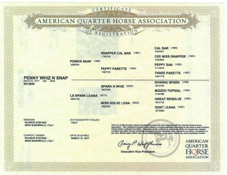 Puledra Quarter Horse da Reining • Futurity Prospect • PENNY WHIZ N ...