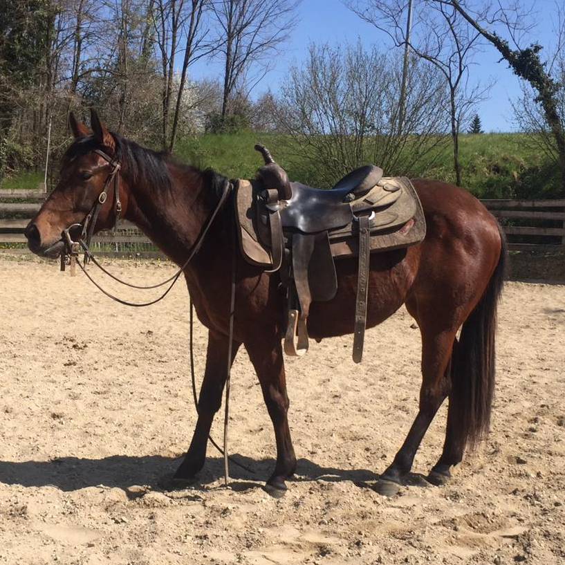 Puledra Quarter Horse da Reining • Futurity Prospect • PENNY WHIZ N ...