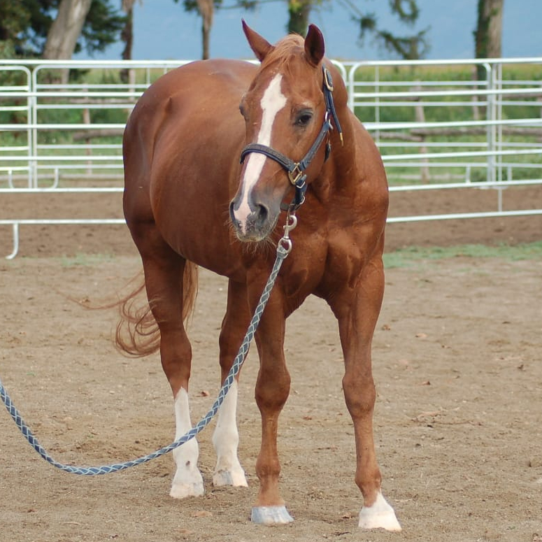 Sorrel Cutting Quarter Horse Stallion • SNAPPER PEPPY DOC (1994) • In ...