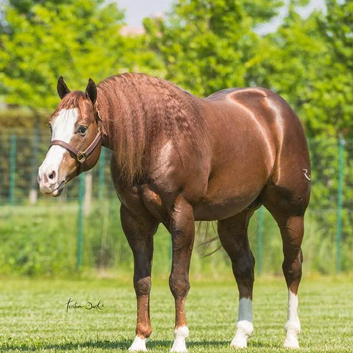 HONEY FIRST GUNNY (2015) • Sorrel Performance Quarter Horse Stallion at ...