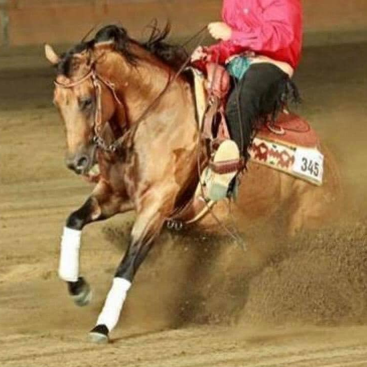 DF FIRE FOX PRIDE 🔥 (2008) • Buckskin Reining Quarter Horse Stallion at ...