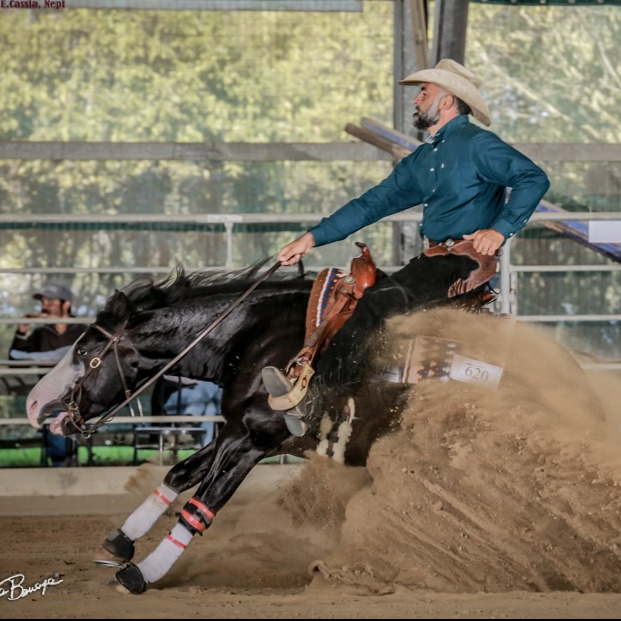 Black Quarter Horse Hopping