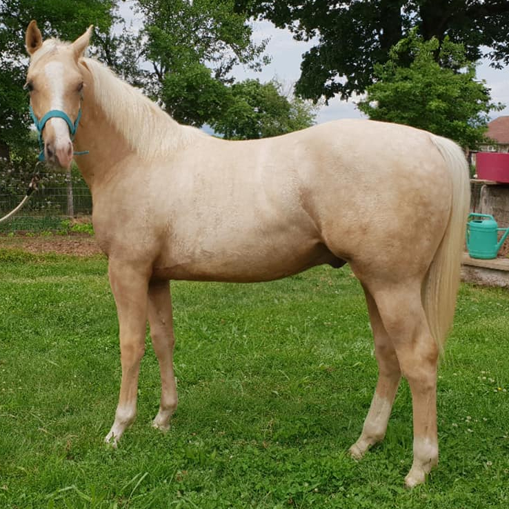 LC JUSTICE DUN IT (2020) • Palomino Quarter Horse Stallion • Reining ...