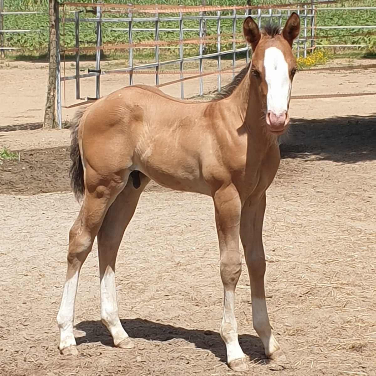 BUCKSKIN COLT (2021) • COLONELS SHINING GUN X FROZEN SAILOR • REINING ...