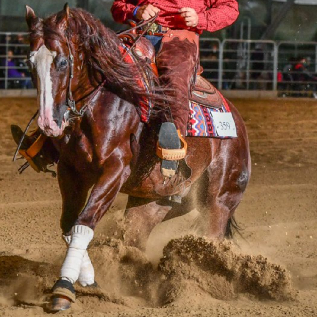 CG LIKE SHINING STAR (2008) • Reining Sorrel Quarter Horse Stallion at ...