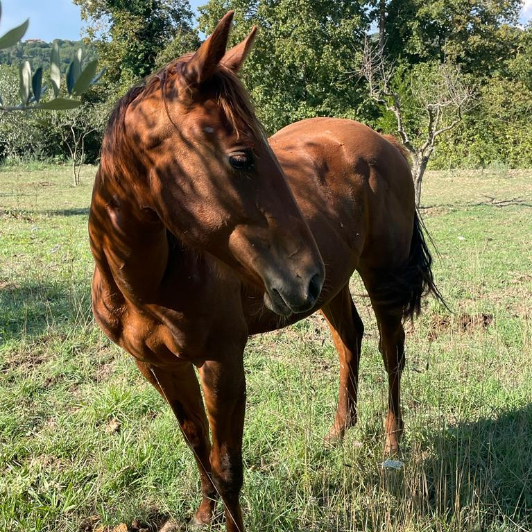 DOCTOR GUNNER MIS 💊 (2021) • Reining Prospect Sorrel Quarter Horse ...