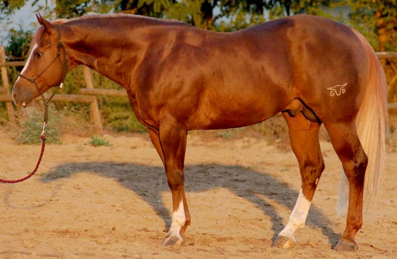 #470 🦶 BIG SOUTHERN FEET (2016) • Reining Sorrel Quarter Horse Gelding ...