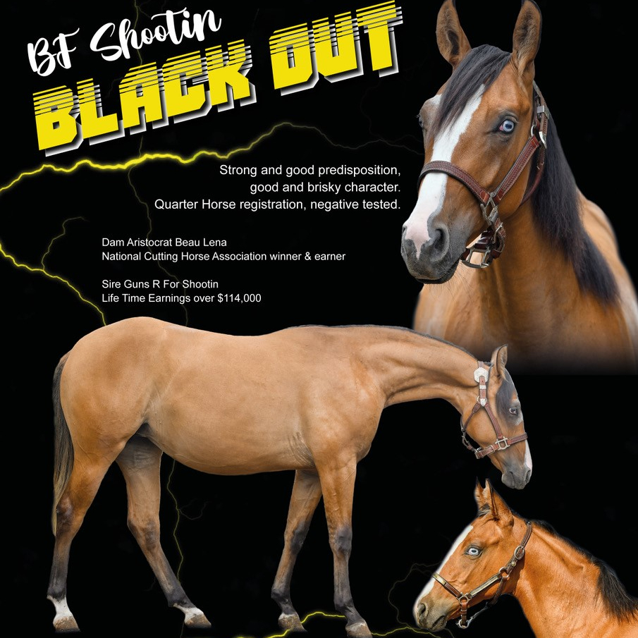 #482 🎱 BF SHOOTING BLACK OUT (2021) • Reining or Working Cow Prospect ...