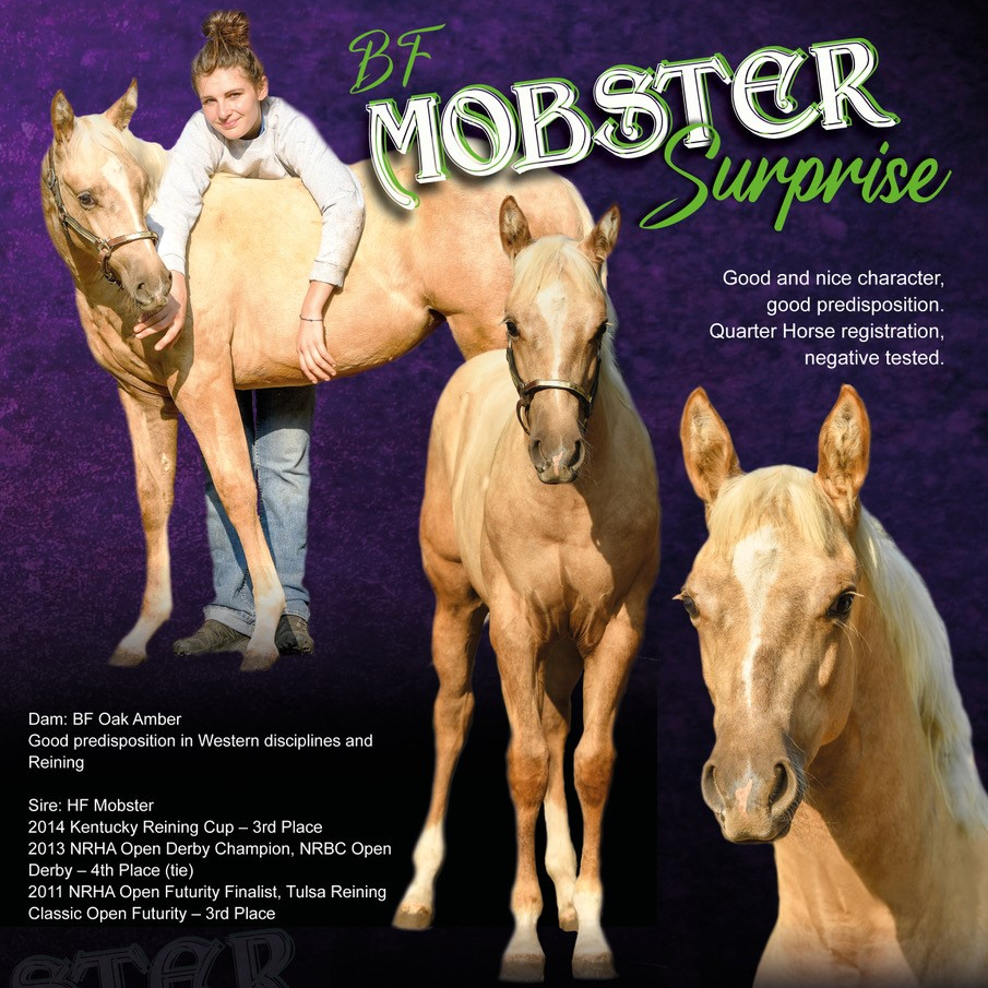 #484 🐲 BF MOBSTER SURPRISE (2021) • Reining Prospect • Palomino Quarter ...