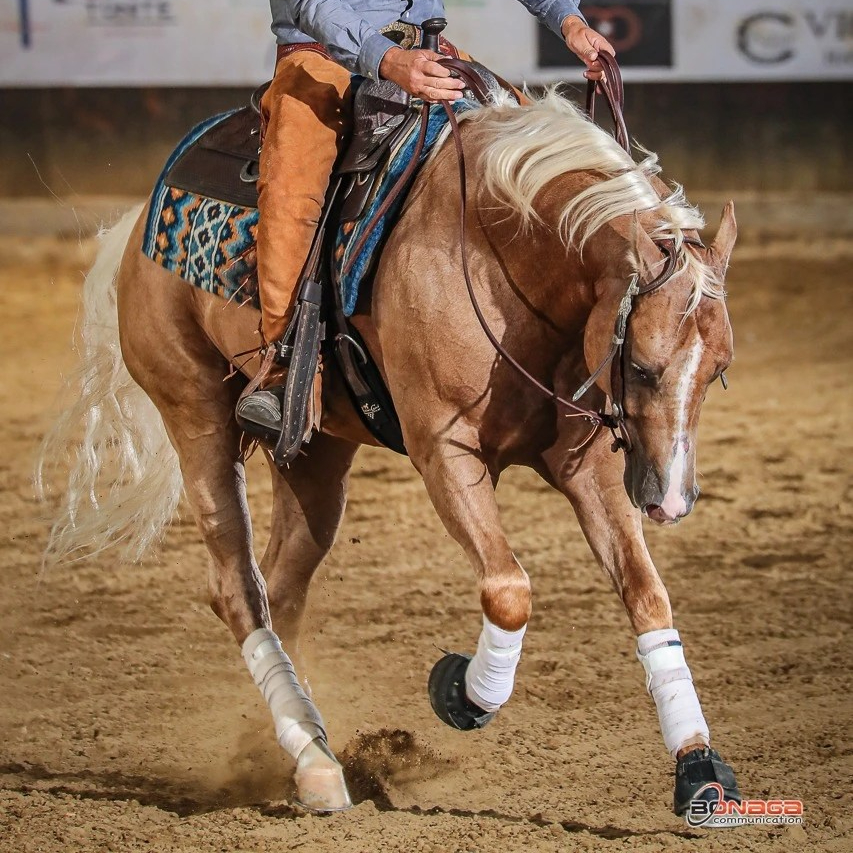 #508 ☀️ WIMPYS GOLD STEP (2019) • Reining Palomino Quarter Horse ...