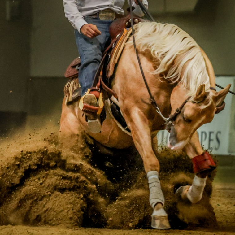 #508 ☀️ WIMPYS GOLD STEP (2019) • Reining Palomino Quarter Horse ...
