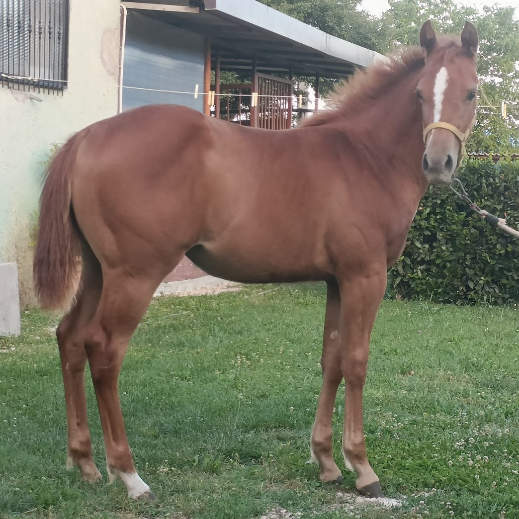 #547 💫 IP STARLIGHT GUN (2023) • Reining Sorrel Quarter Horse Filly ...