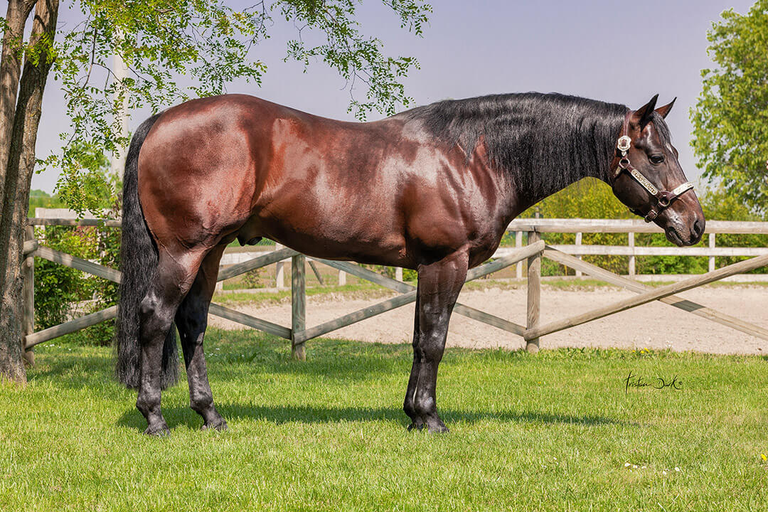 #542 🎮 PLAYGUN JAC 22 (2022) • Reining Bay Quarter Horse Stud Colt ...