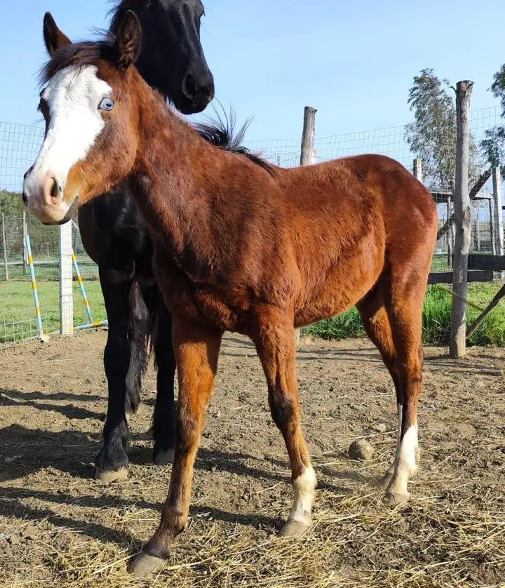 #542 🎮 PLAYGUN JAC 22 (2022) • Reining Bay Quarter Horse Stud Colt ...