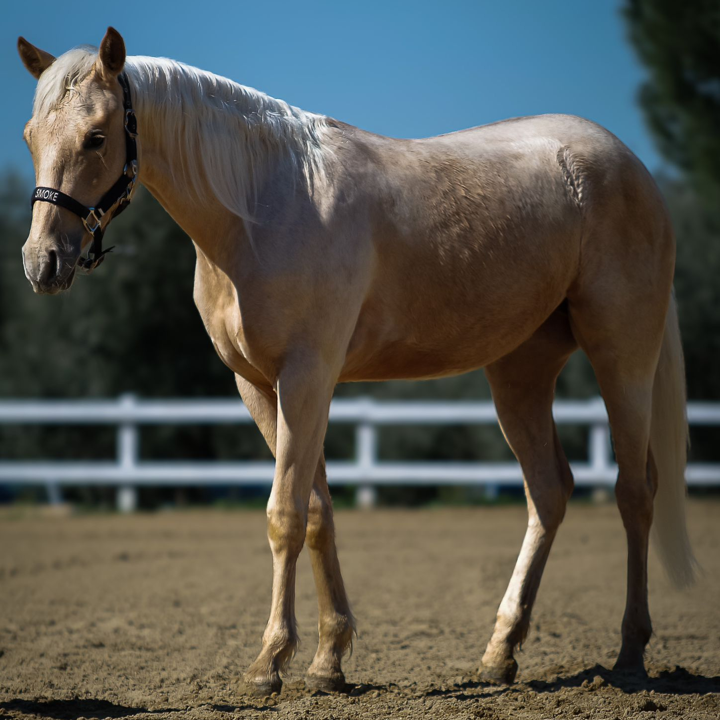 #553 👣 ATHENA DUAL STEP (2022) Futurity Reining Prospect Palomino ...