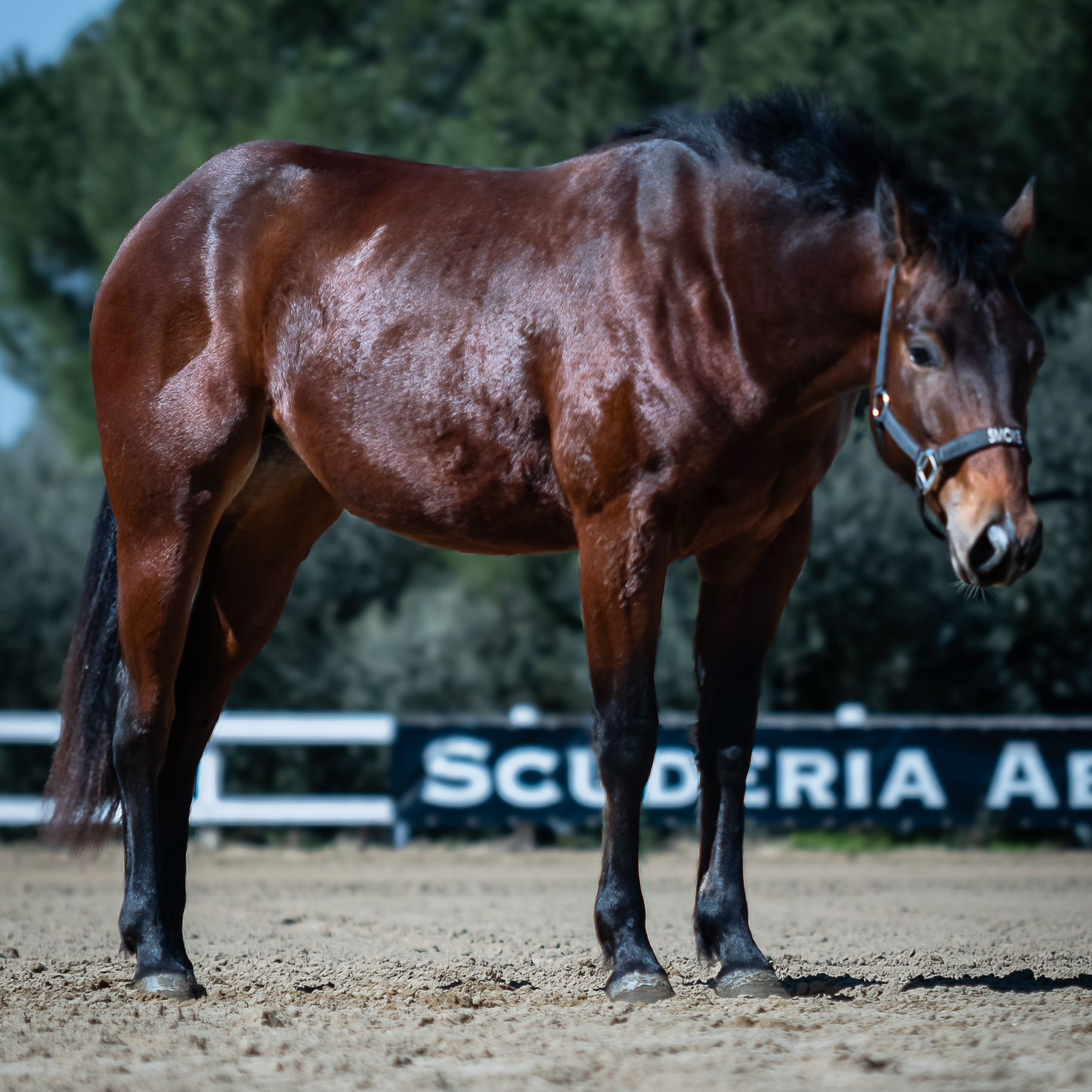 #551 💥 LIL SMOKEING GUN 2022 MARE • Futurity Reining Prospect Bay ...