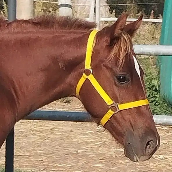 #568 👑 QUEEN SIXTY SIX (2022) • Quarter Horse Reining Prospect Filly ...
