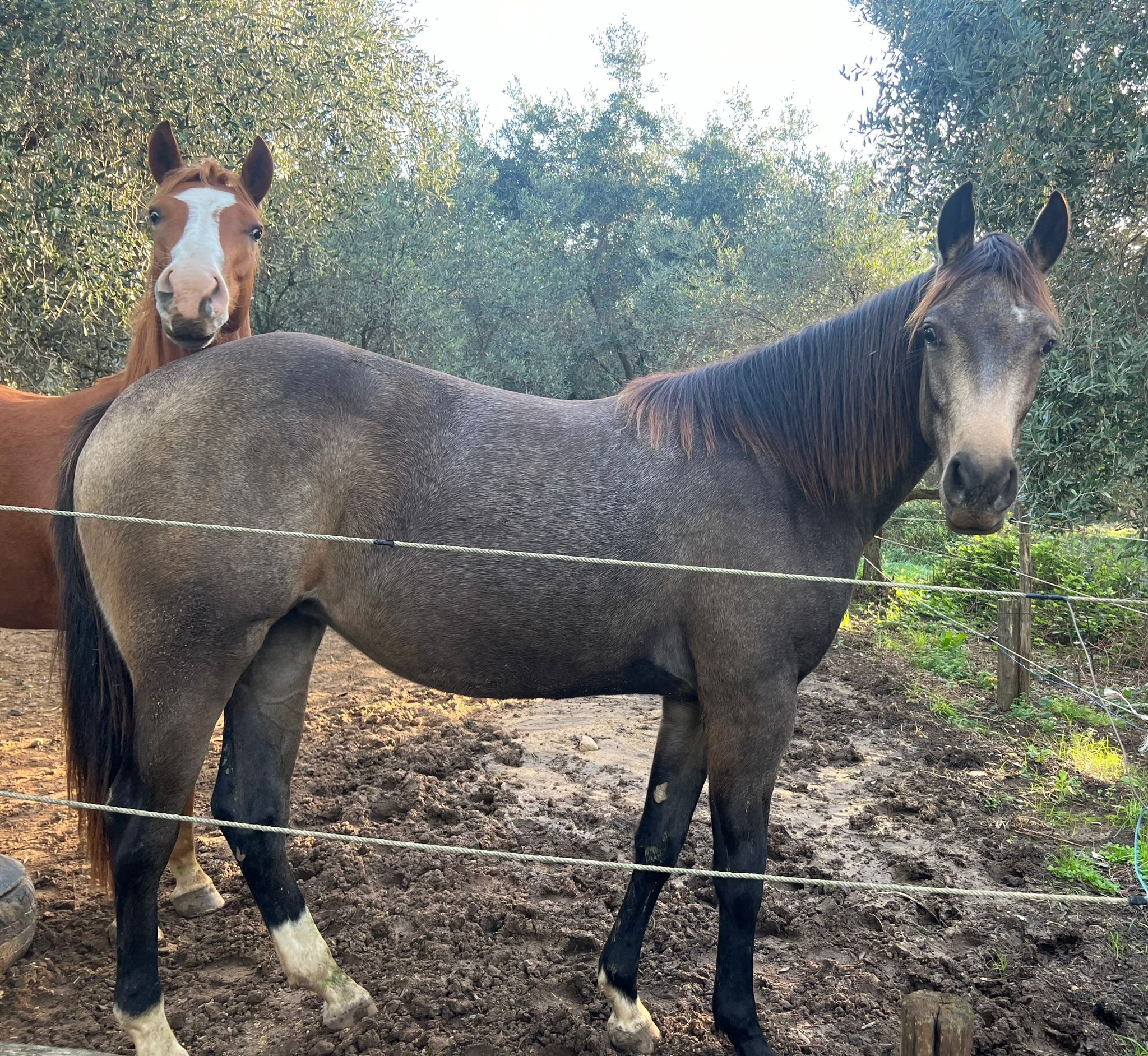 #573 👹 INFERNO 66 BUCKSKIN FILLY (2023) • Dark Buckskin Quarter Horse ...