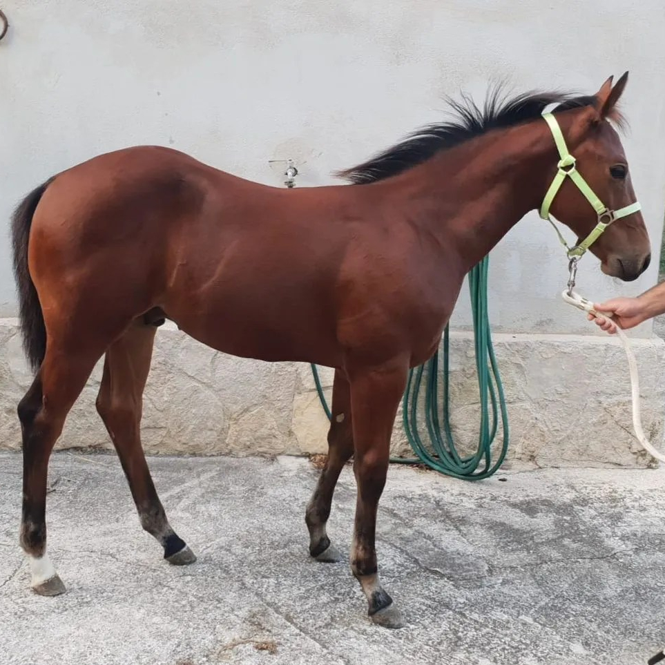 #591 🚤 SAILOR JAC BAR (2023) • Bay Reining/Cowhorse Quarter Horse Colt ...