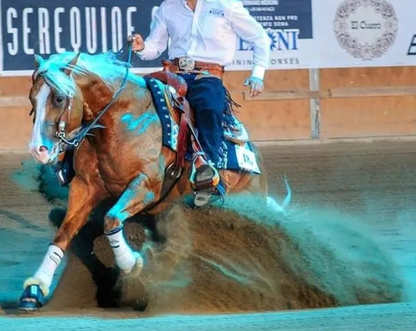 #606 🎲 BET ON A STEP (2010) Sired by legendary WIMPYS LITTLE STEP ...