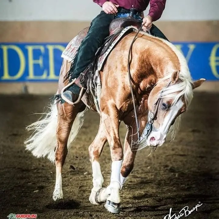 #606 🎲 BET ON A STEP (2010) Sired by legendary WIMPYS LITTLE STEP ...