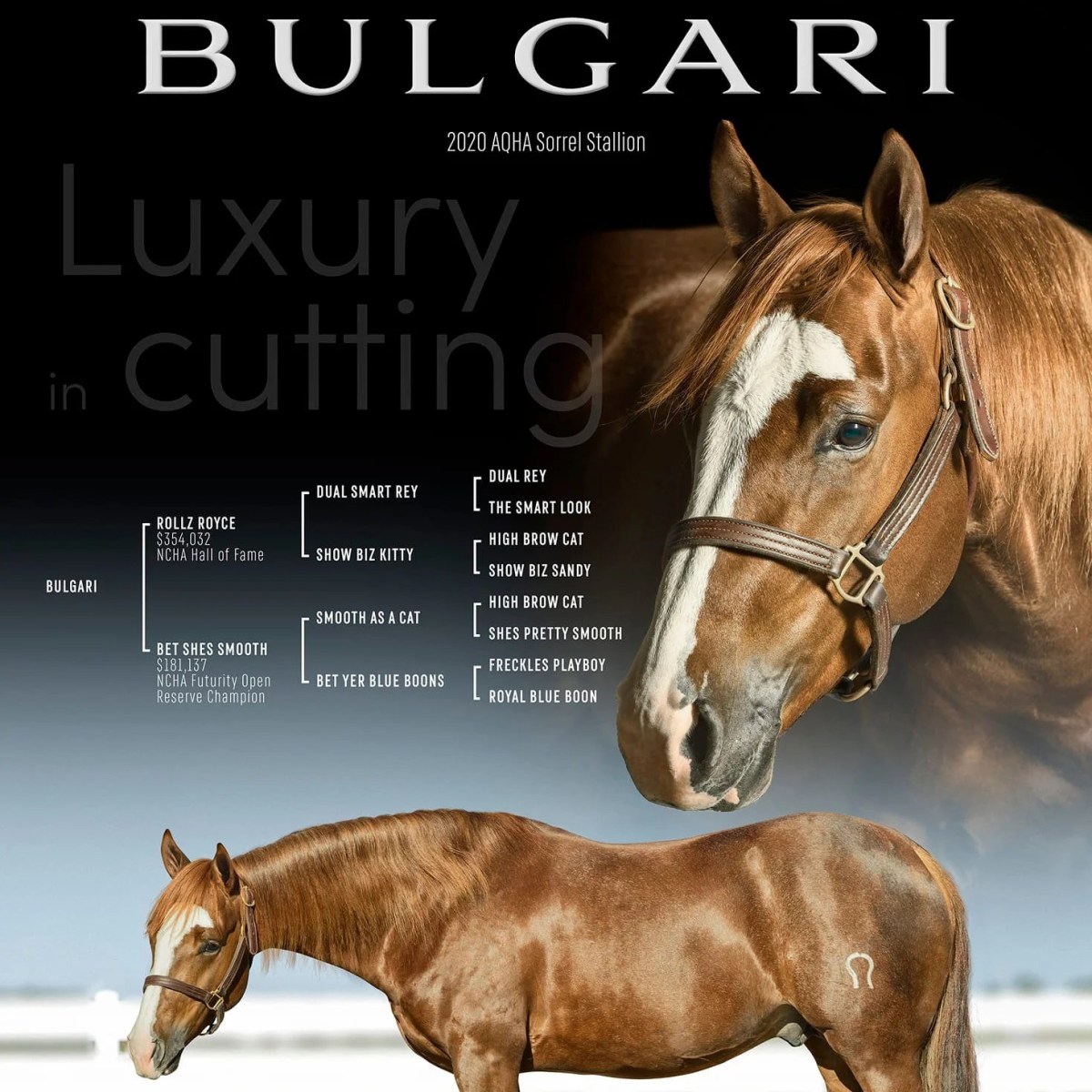 #631 💎 BULGARI (2020) • SORREL CUTTING QUARTER HORSE STALLION AT STUD ...
