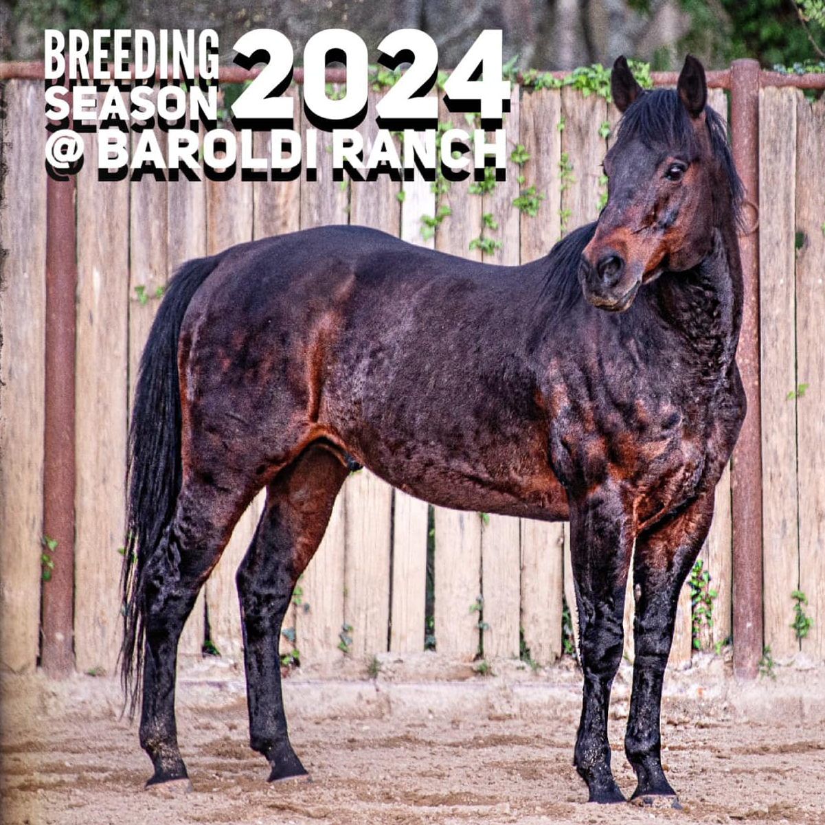 Ranch Stallions – Il primo blog dedicato agli straordinari cavalli ...