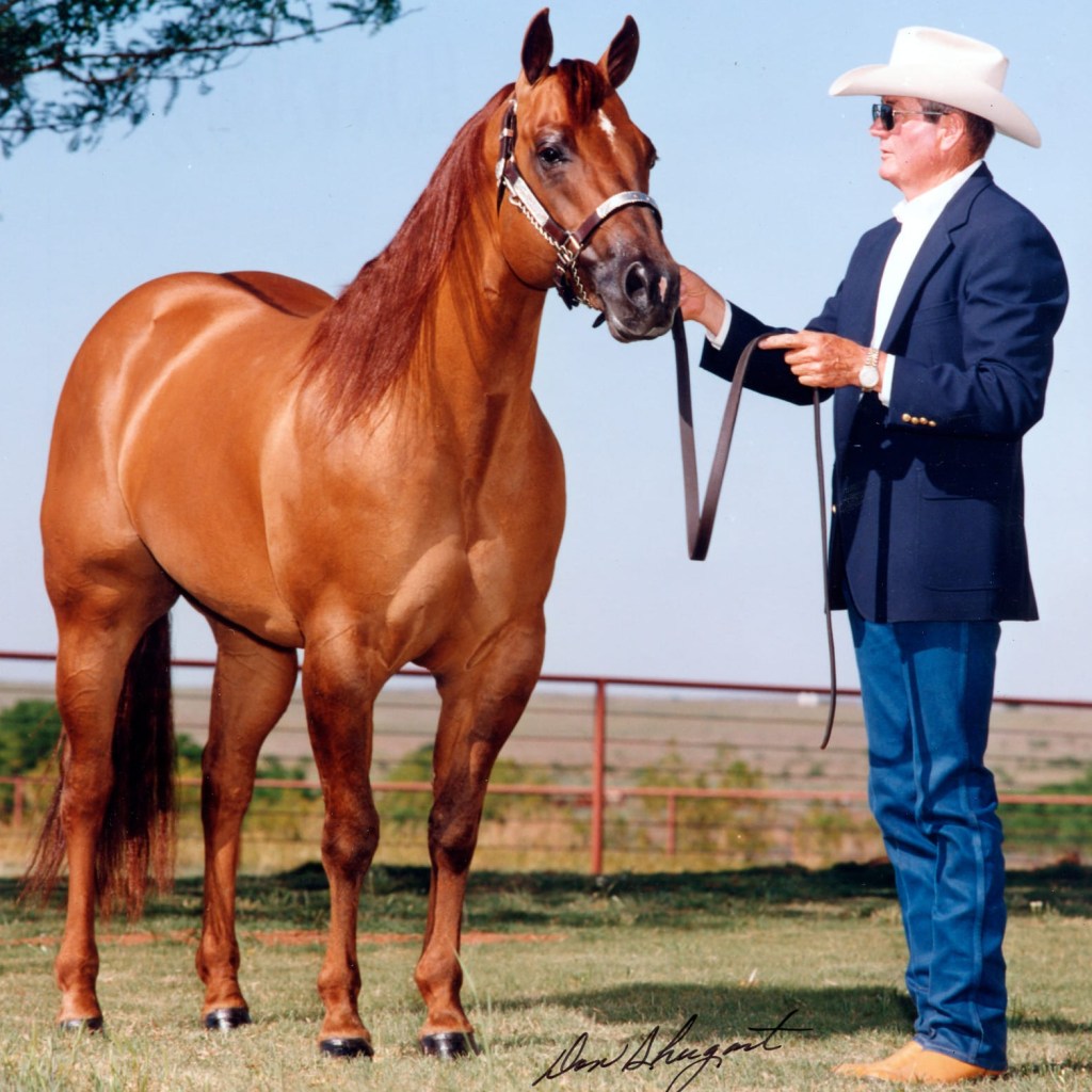 #664 ☀️ MR SUN O LENA (1991) • RED DUN CUTTING QUARTER HORSE STALLION ...