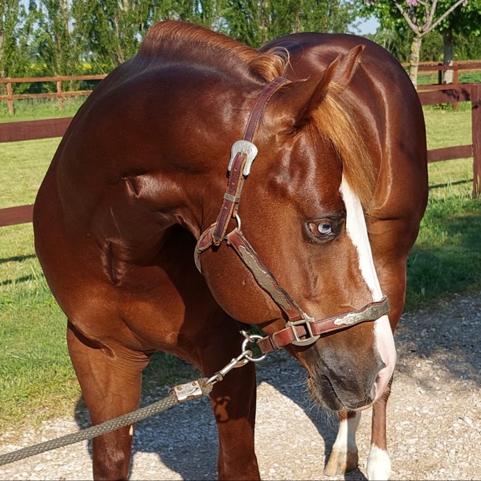 Cavalli Quarter Horse in Vendita – Il primo blog dedicato agli ...
