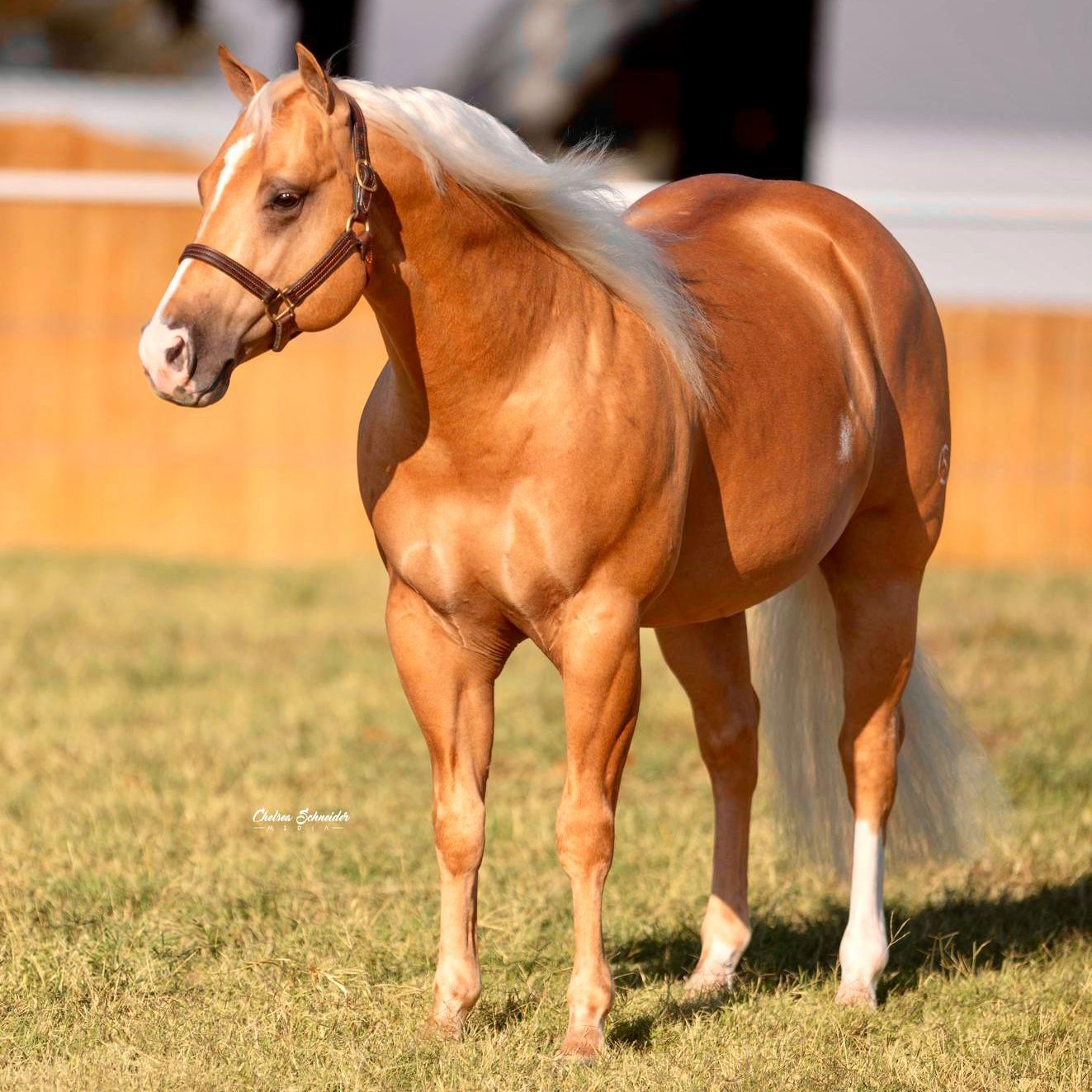 #700 🚨 A SPOOK IS SHINING (2018) Reining Palomino Quarter Horse ...