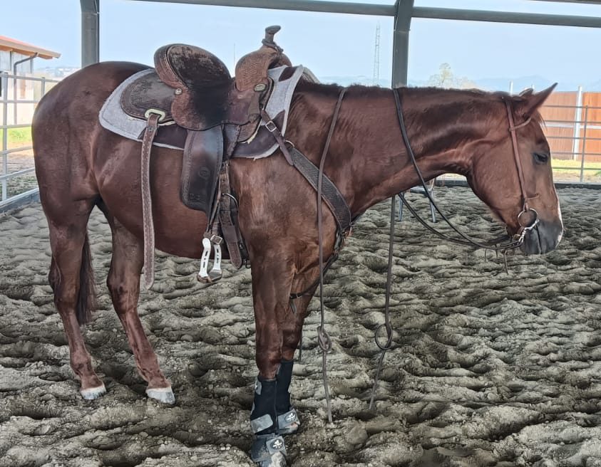 #707 FRIZZ AND SPARK (2022) • Chestnut Quarter Horse Reining Gelding ...