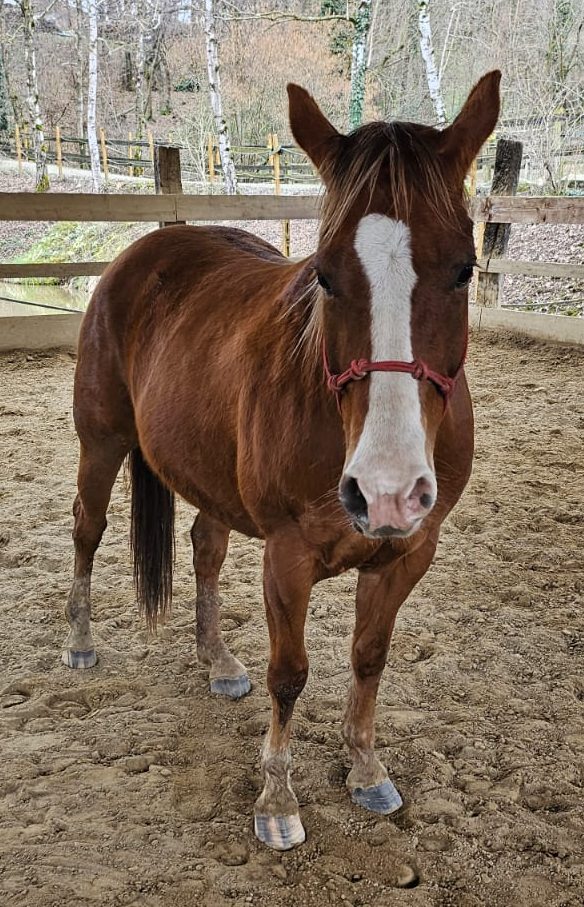 #713 🎁 SURPRISE ME TRASHYA (2017) • Chestnut Quarter Horse Reining Mare ...