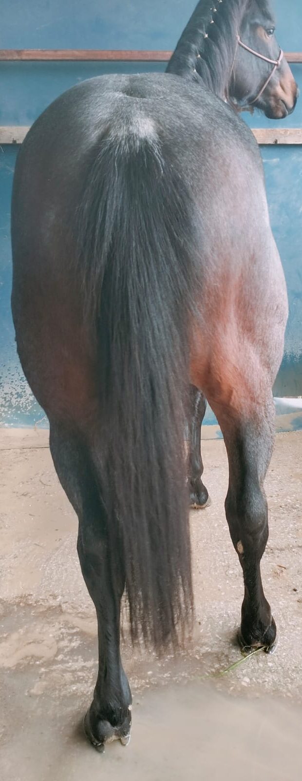 #775 🫐 DOC BLUE SAIL WIN (2023) • Bay Roan Reining/Cutting Quarter ...