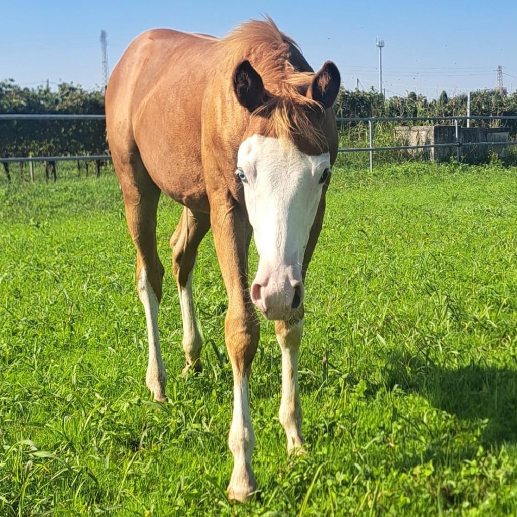 #773 🌹 ZRV REDDY DUNNIT (2025) • Sorrel Quarter Horse Reining Prospect ...